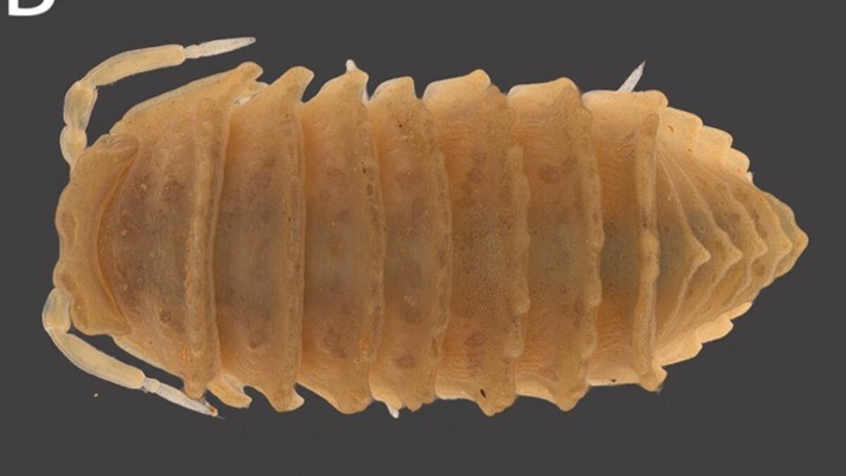 Nova espécie de bicho-de-conta descoberta por bióloga portuguesa - JN