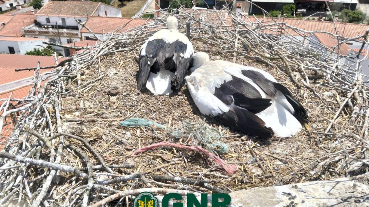 GNR salva cria de cegonha branca ferida em Moura - JN