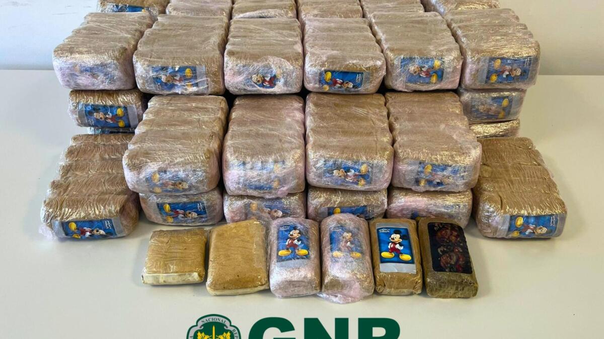 Esconderam 31 mil doses de haxixe na vegetação após despiste de ...