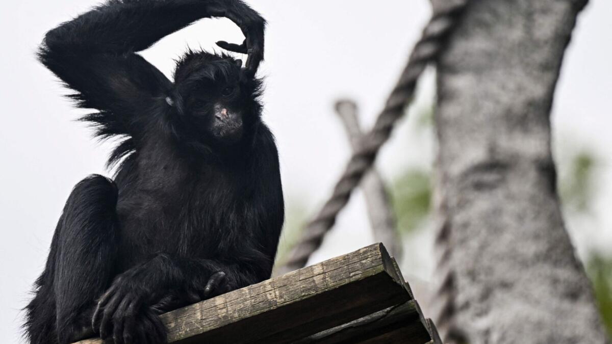Bebé morre após ser arrancado à mãe por macaco - JN