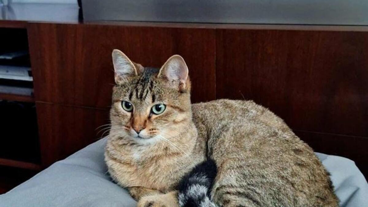 Gato que desapareceu no Porto em junho encontrado em Braga quatro meses ...