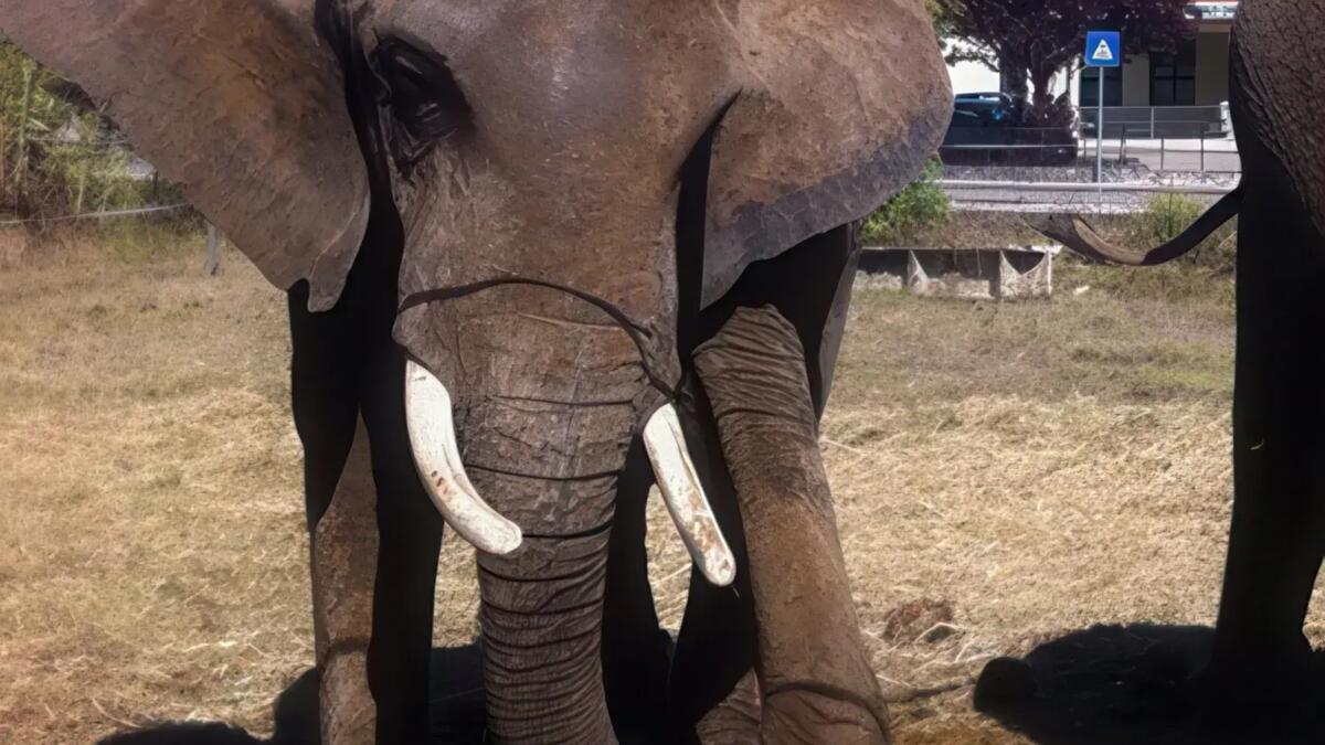 Julie, o último elefante de circo em Portugal, vai mudar-se para ...