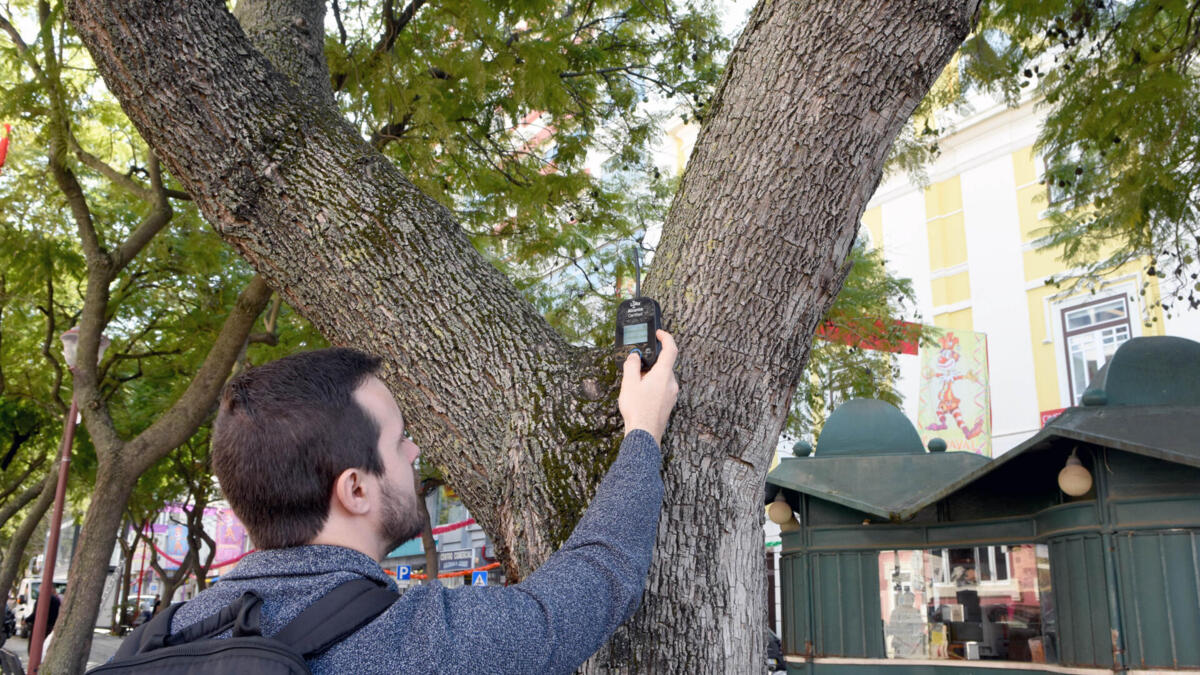 Loulé tem árvores que falam por QR Code - JN