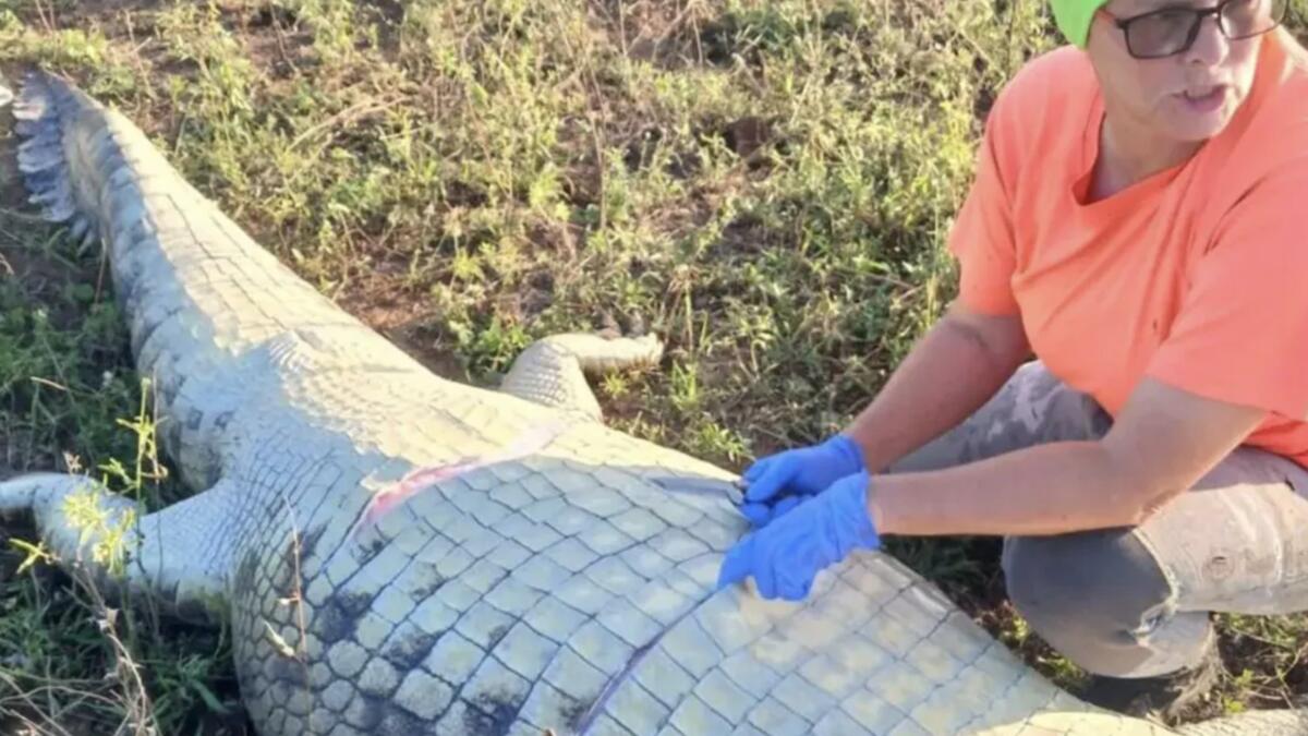 Confirmado: restos mortais encontrados dentro de crocodilo são de ...