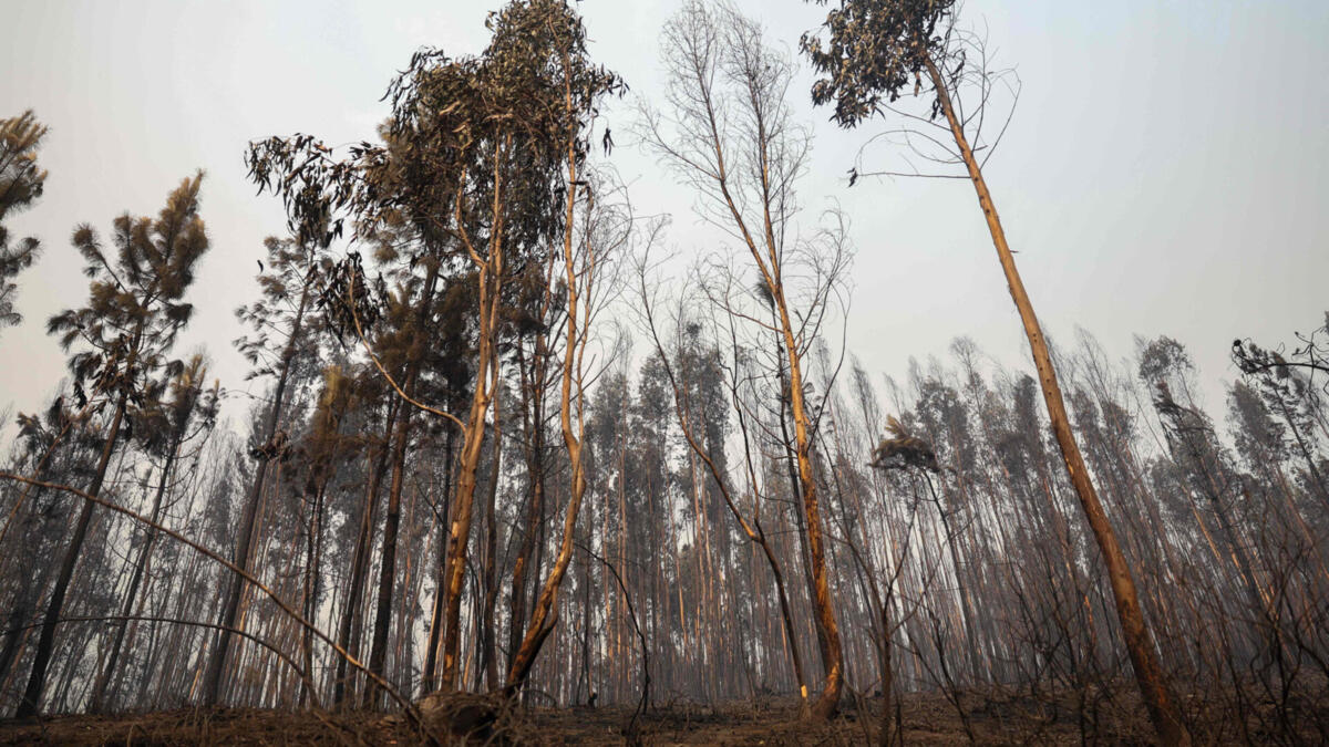 Incêndio em Arouca "está estabilizado" e sem situações que suscitem ...