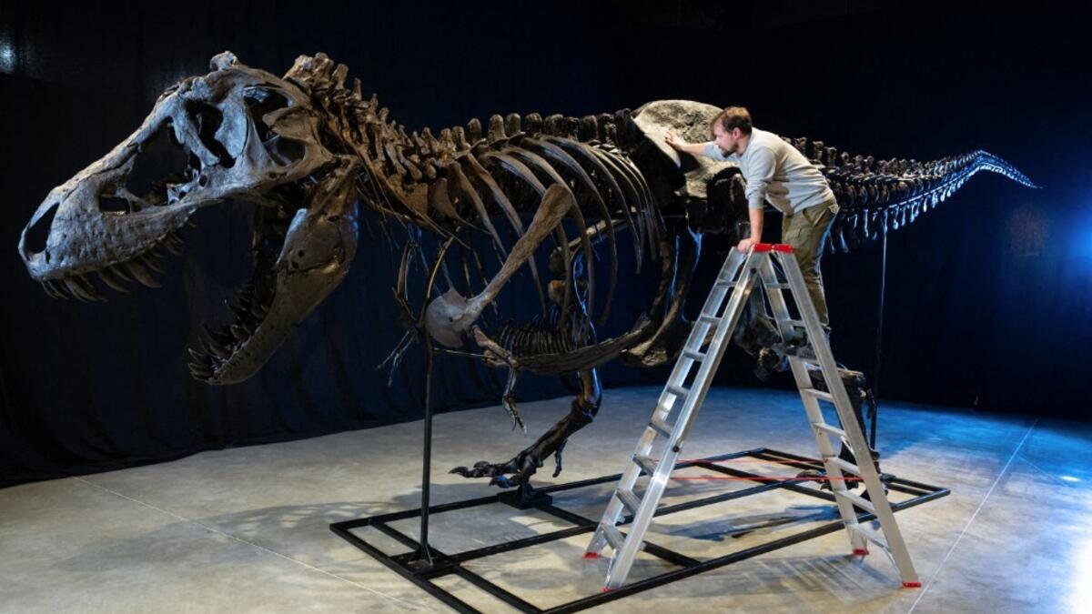 T-Rex Growth: New Research & the Future of Paleontology - memesita.com ...