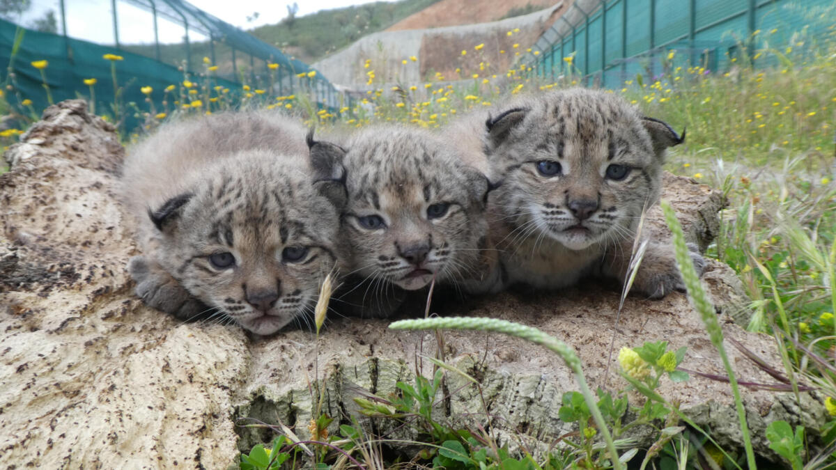 Procuram-se voluntários para acompanhar crias de lince ibérico "em fase ...