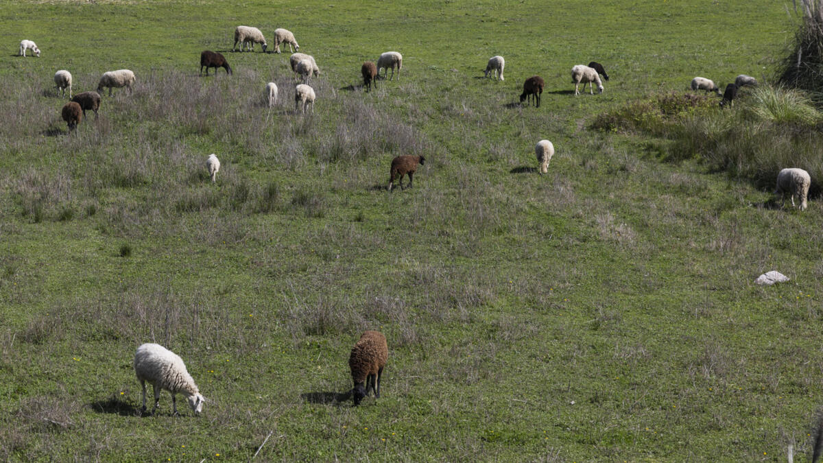 "Para que possam renascer." Produtores de ovelhas e cabras podem ...