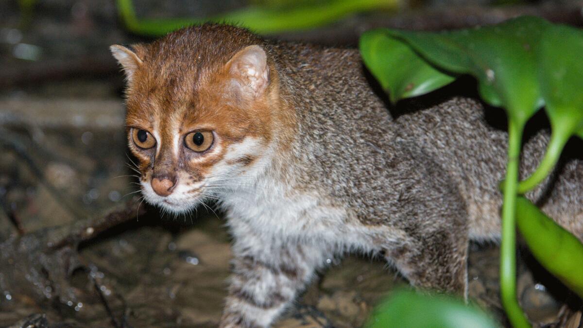 Gato selvagem considerado extinto é visto na Tailândia pela primeira ...