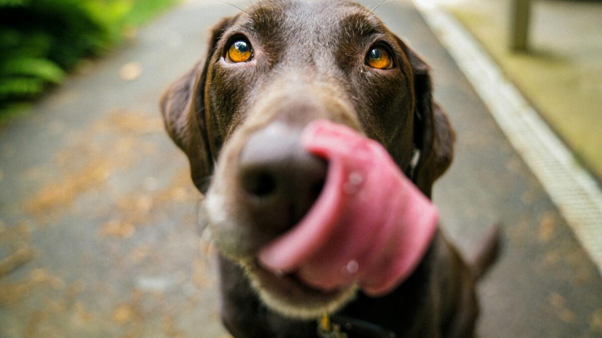 "Bom senso." Bastonário dos veterinários dá conselhos para proteger os ...